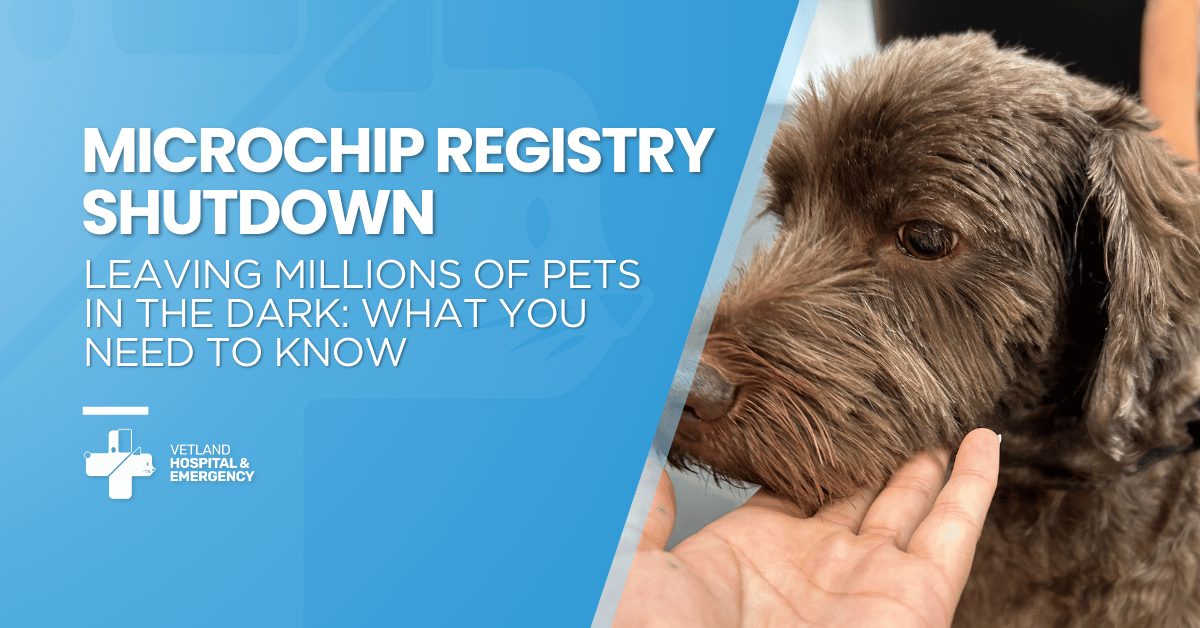 Microchip Registry Shutdown Leaving Millions Of Pets In The Dark: What You Need To Know
